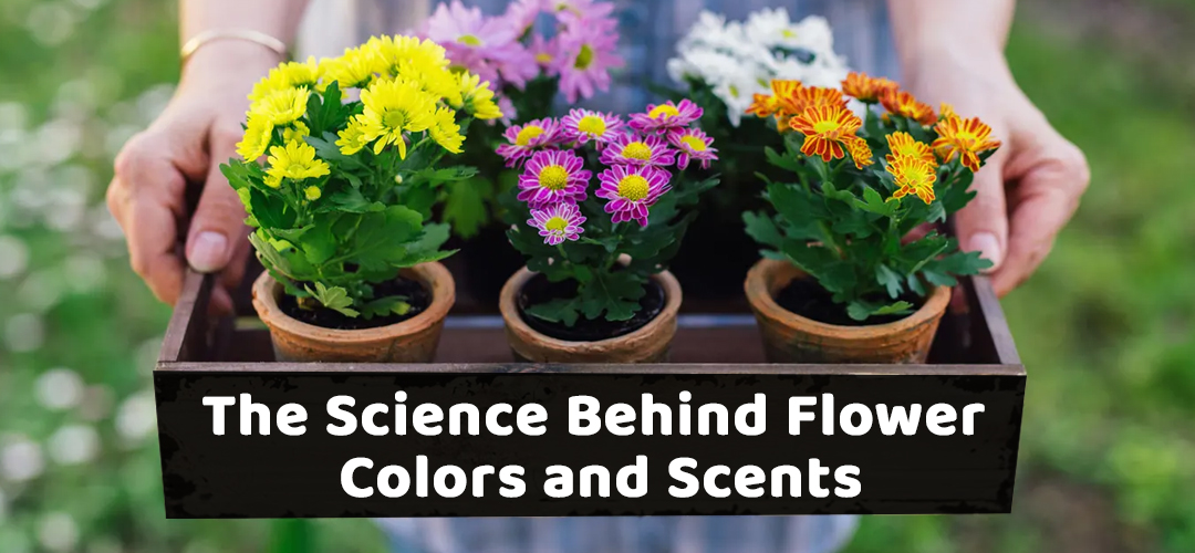 The Science of Flower Colors and Scents